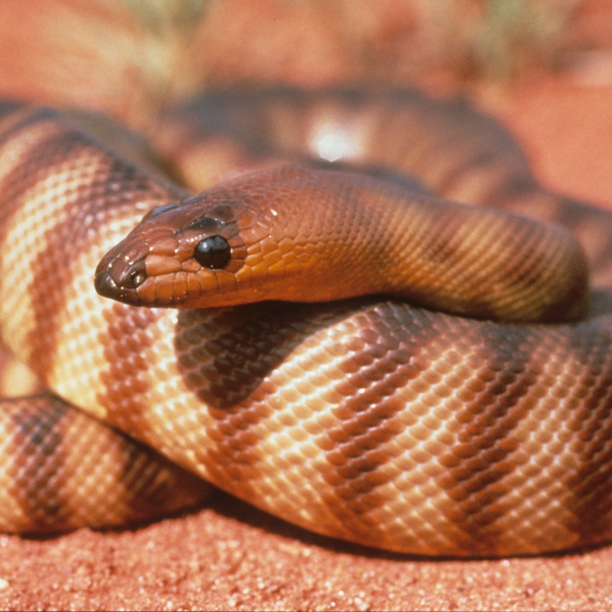 Woma python | Uluṟu-Kata Tjuṯa National Park | Parks Australia