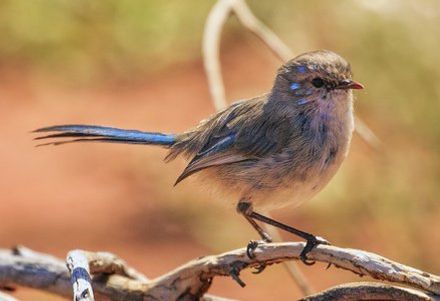 Blue tongue lizard | Uluṟu-Kata Tjuṯa National Park | Parks Australia