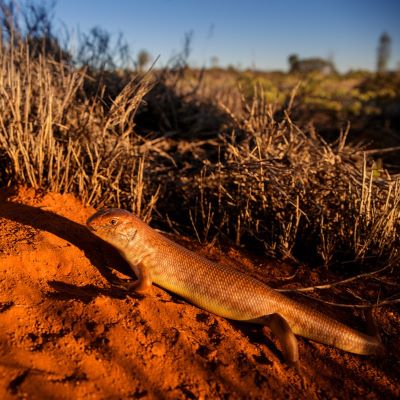 Great Desert Skink | Uluṟu-Kata Tjuṯa National Park | Parks Australia