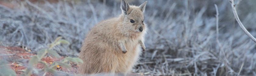 Mala (rufous hare-wallaby) | Uluṟu-Kata Tjuṯa National Park | Parks ...