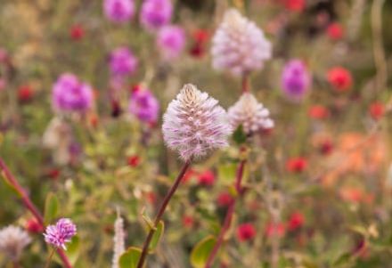 Plants | Uluṟu-Kata Tjuṯa National Park | Parks Australia