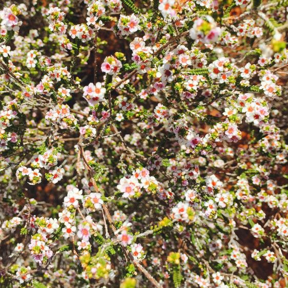 Plants | Uluṟu-Kata Tjuṯa National Park | Parks Australia