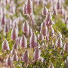 Nature | Uluṟu-Kata Tjuṯa National Park | Parks Australia