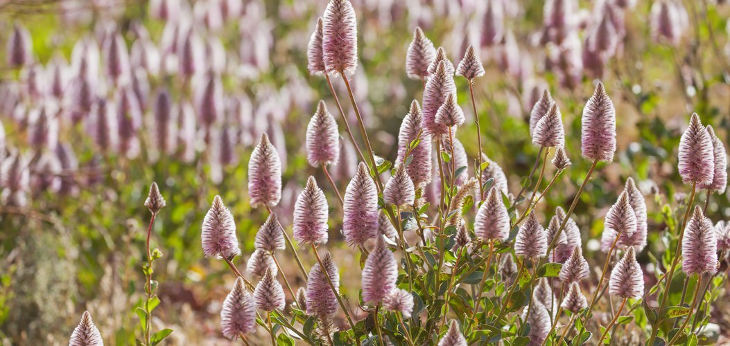 Plants | Uluṟu-Kata Tjuṯa National Park | Parks Australia