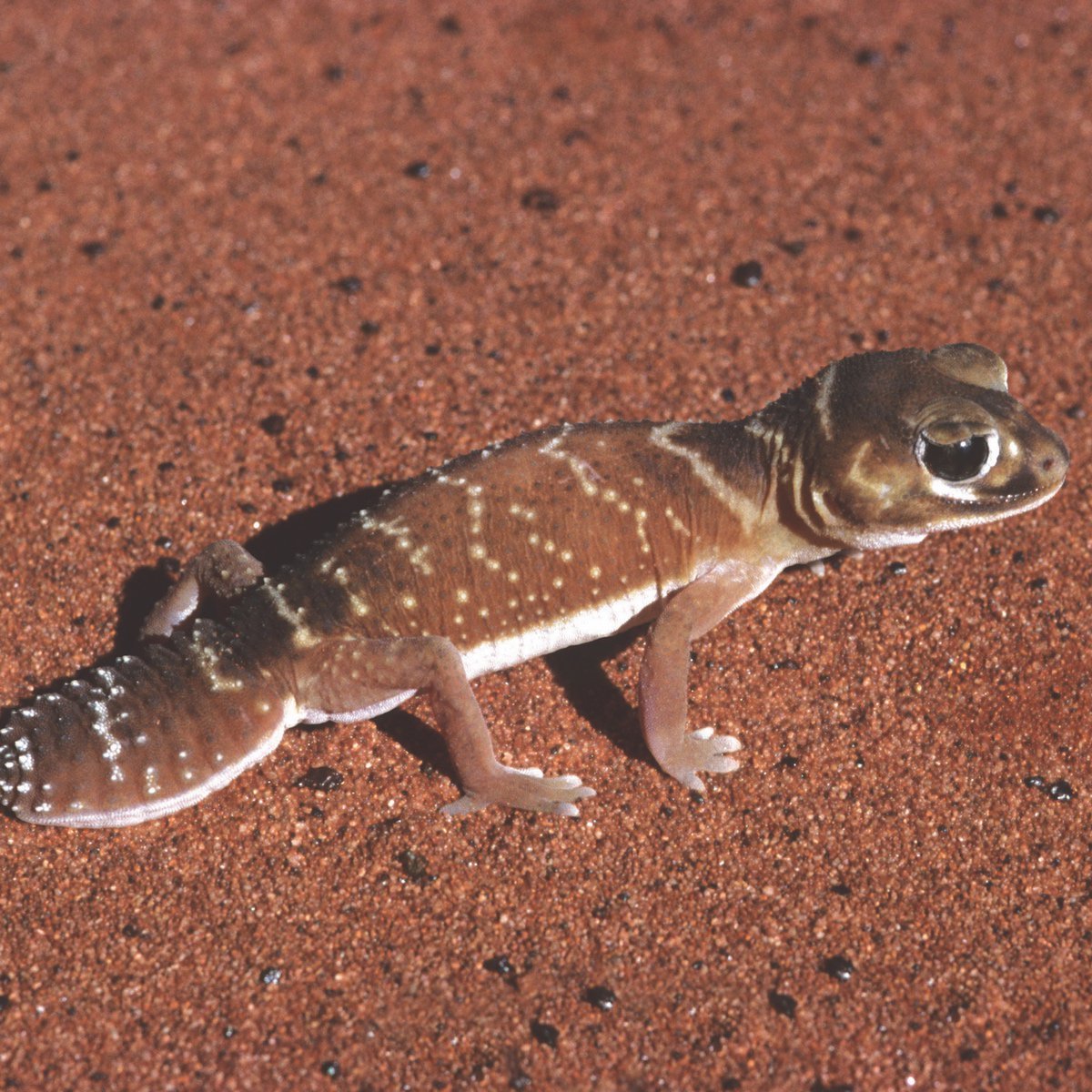 Three-lined knob-tailed gecko | Uluṟu-Kata Tjuṯa National Park | Parks ...