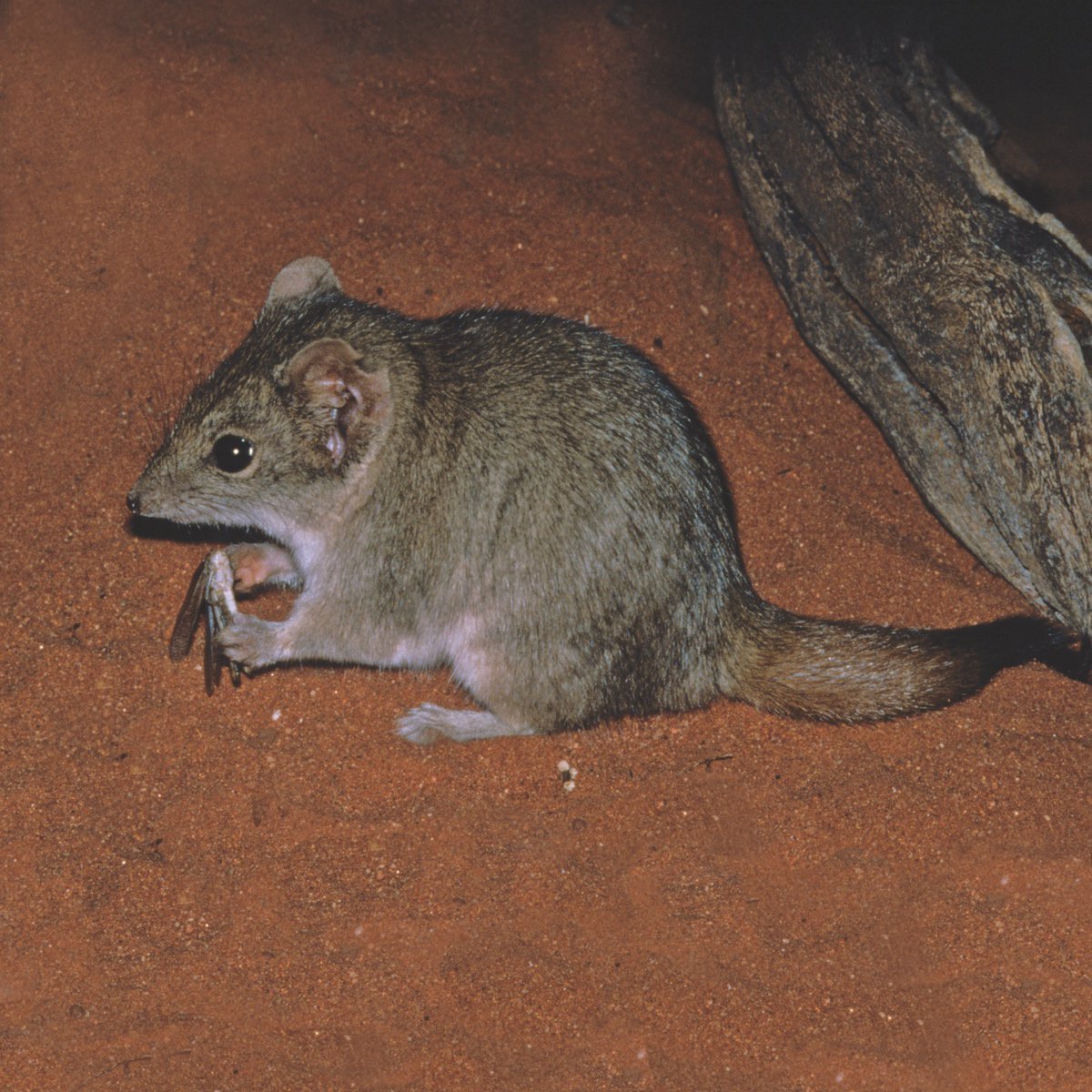 Brush-tailed mulgara | Uluṟu-Kata Tjuṯa National Park | Parks Australia
