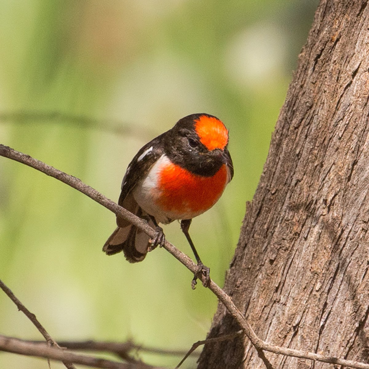 Red-capped robin | Uluṟu-Kata Tjuṯa National Park | Parks Australia