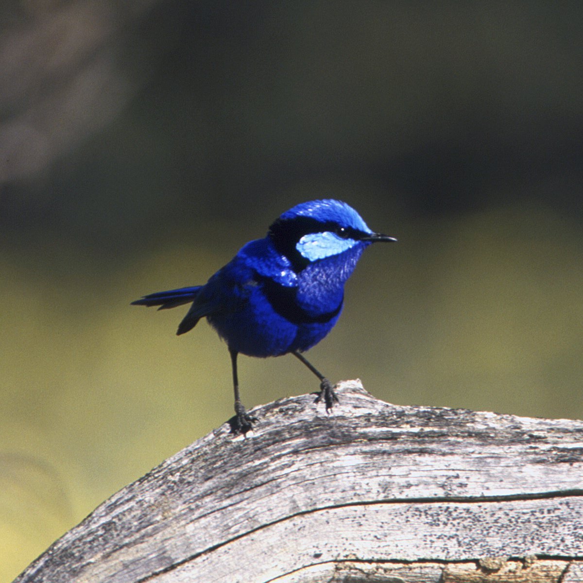 Splendid fairy-wren | Uluṟu-Kata Tjuṯa National Park | Parks Australia