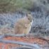 Stories | Uluṟu-Kata Tjuṯa National Park | Parks Australia