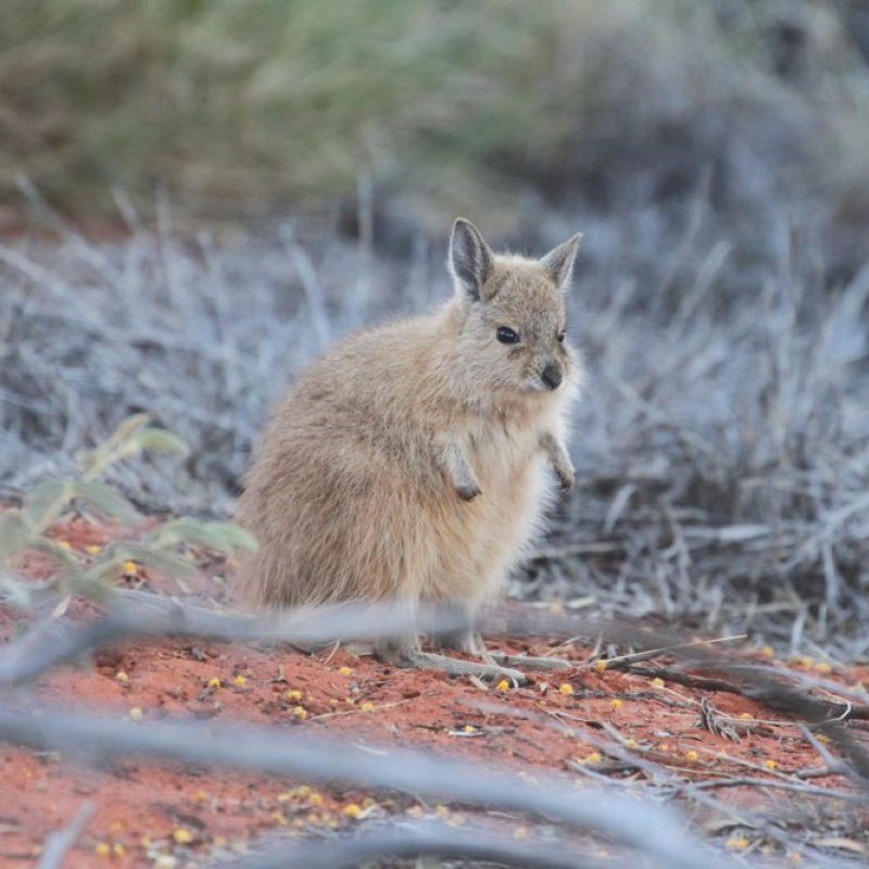 The Mala story | Uluṟu-Kata Tjuṯa National Park | Parks Australia
