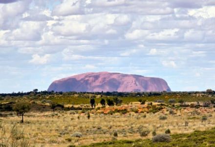 Blue tongue lizard | Uluṟu-Kata Tjuṯa National Park | Parks Australia