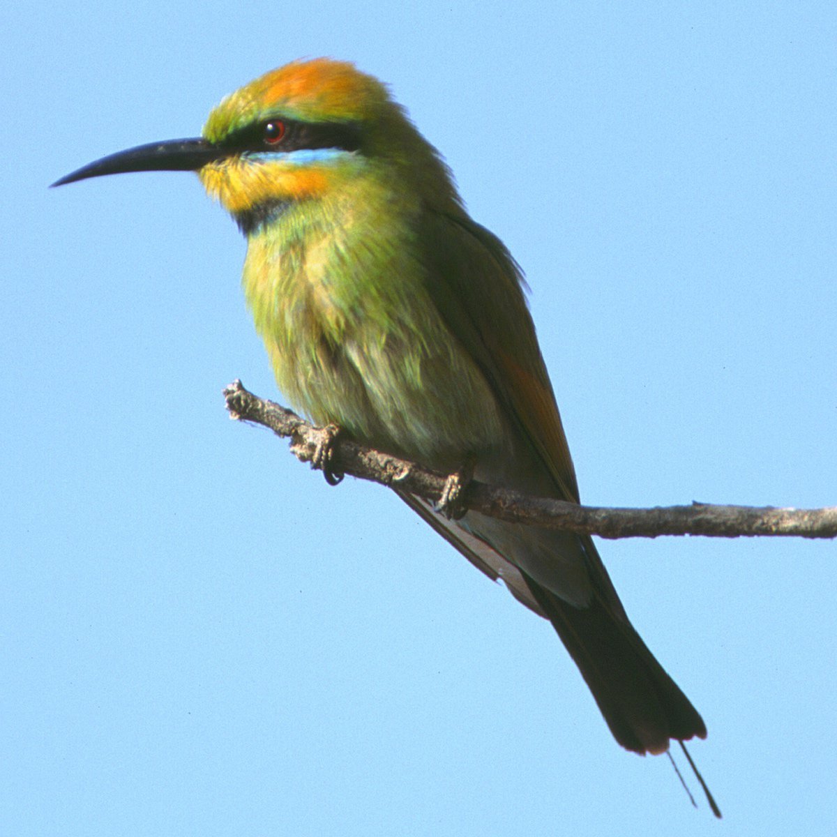 Birds | Uluṟu-Kata Tjuṯa National Park | Parks Australia