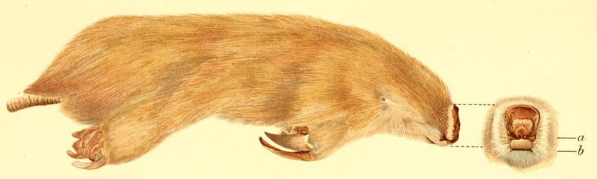 Southern marsupial mole | Uluṟu-Kata Tjuṯa National Park | Parks Australia