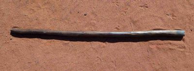 Bush foods & tools | Uluṟu-Kata Tjuṯa National Park | Parks Australia