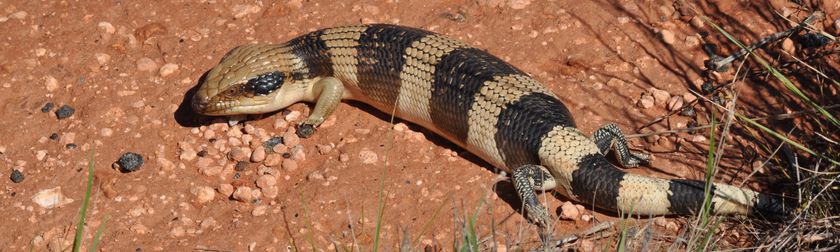 Blue tongue lizard | Uluṟu-Kata Tjuṯa National Park | Parks Australia