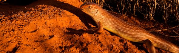 Great Desert Skink | Uluṟu-Kata Tjuṯa National Park | Parks Australia