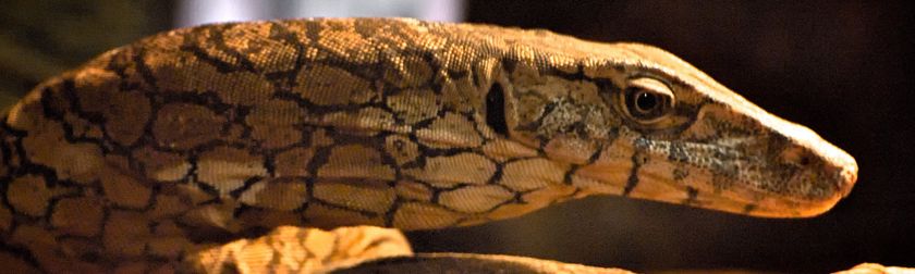 Perentie | Uluṟu-Kata Tjuṯa National Park | Parks Australia