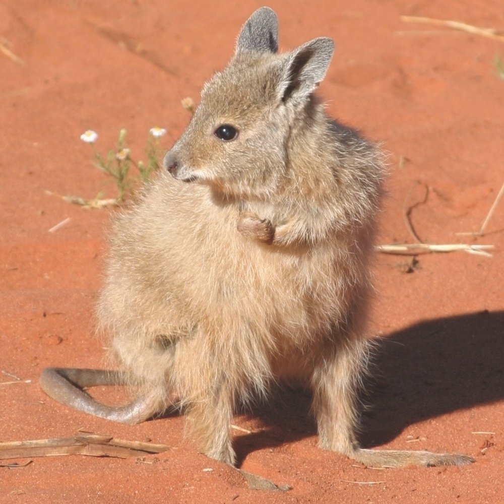 Mala (rufous hare-wallaby) | Uluṟu-Kata Tjuṯa National Park | Parks ...