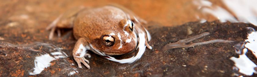 Water-holding frogs | Uluṟu-Kata Tjuṯa National Park | Parks Australia