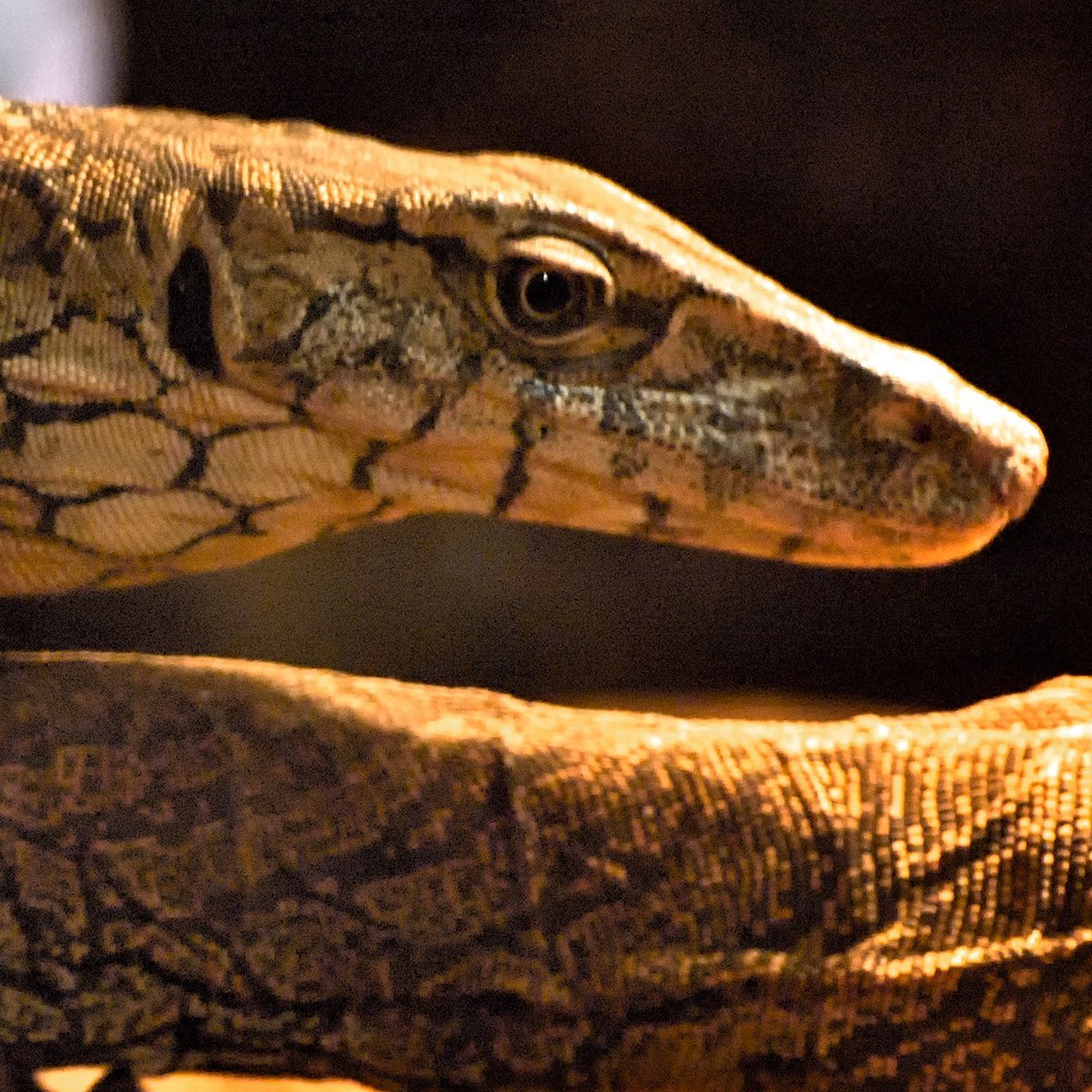 Perentie | Uluṟu-Kata Tjuṯa National Park | Parks Australia
