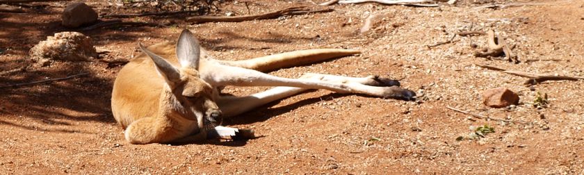 Red kangaroo | Uluṟu-Kata Tjuṯa National Park | Parks Australia