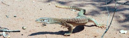 Sand goanna | Uluṟu-Kata Tjuṯa National Park | Parks Australia