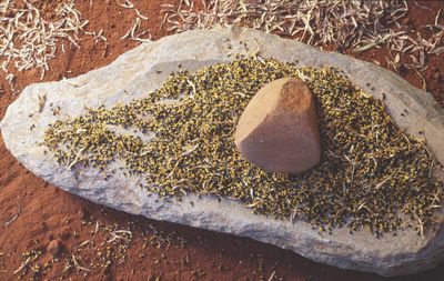Bush foods & tools | Uluṟu-Kata Tjuṯa National Park | Parks Australia