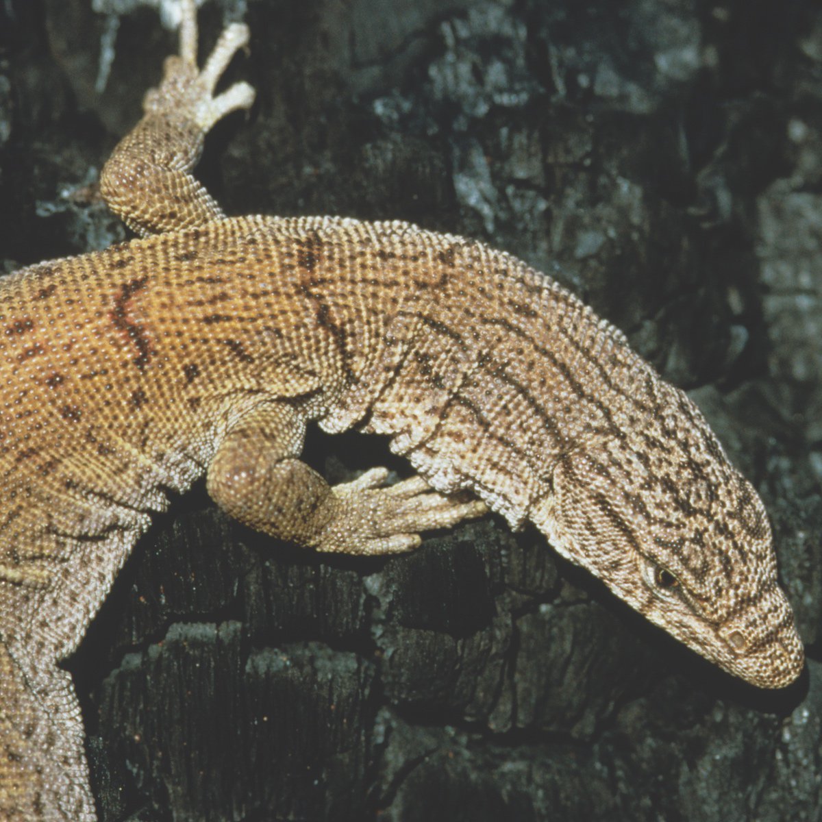Pygmy mulga monitor | Uluṟu-Kata Tjuṯa National Park | Parks Australia