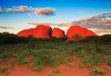 Blue tongue lizard | Uluṟu-Kata Tjuṯa National Park | Parks Australia